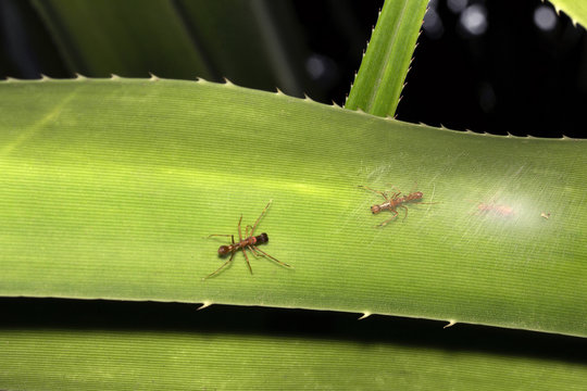 รูปภาพMimicking – เลือกดูภาพถ่ายสต็อก เวกเตอร์ และวิดีโอ59,884 | Adobe ...