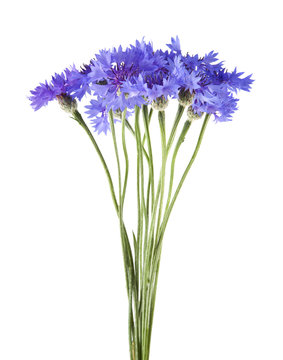 รูปภาพCyani – เลือกดูภาพถ่ายสต็อก เวกเตอร์ และวิดีโอ808 | Adobe Stock