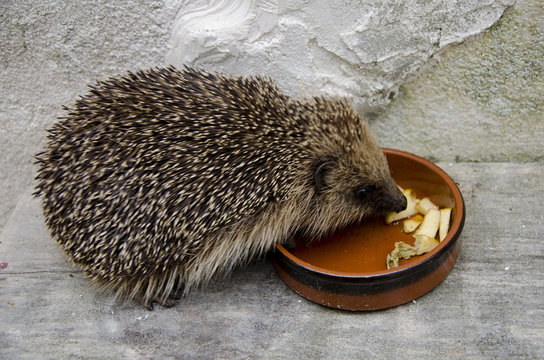 Herisson Bilder – Durchsuchen 547 Archivfotos, Vektorgrafiken und ...