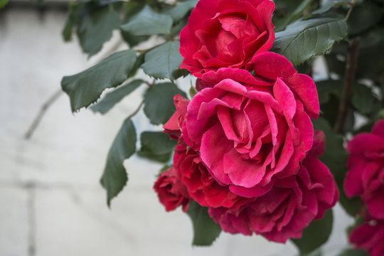 รูปภาพRoes-Flower – เลือกดูภาพถ่ายสต็อก เวกเตอร์ และวิดีโอ206 | Adobe Stock