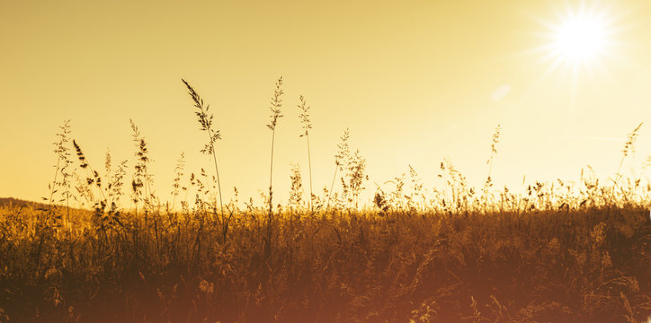 Graspollen Bilder – Durchsuchen 5,326 Archivfotos, Vektorgrafiken und ...