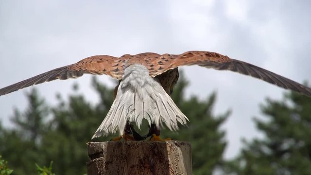 Falconinae Bilder – Durchsuchen 129 Archivfotos, Vektorgrafiken und ...