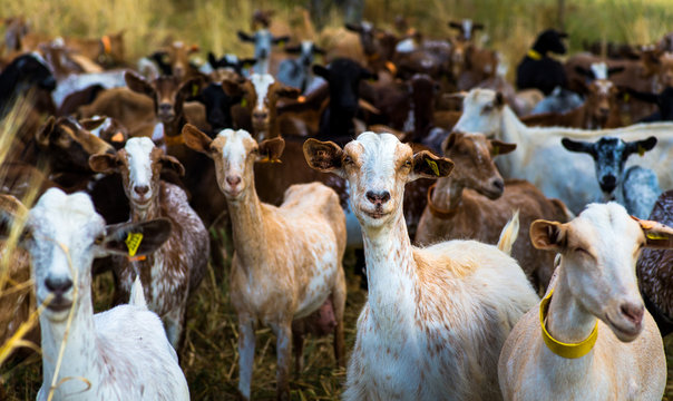 รูปภาพCabra – เลือกดูภาพถ่ายสต็อก เวกเตอร์ และวิดีโอ9,819 | Adobe Stock