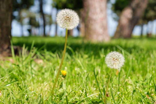 รูปภาพFeald – เลือกดูภาพถ่ายสต็อก เวกเตอร์ และวิดีโอ138 | Adobe Stock