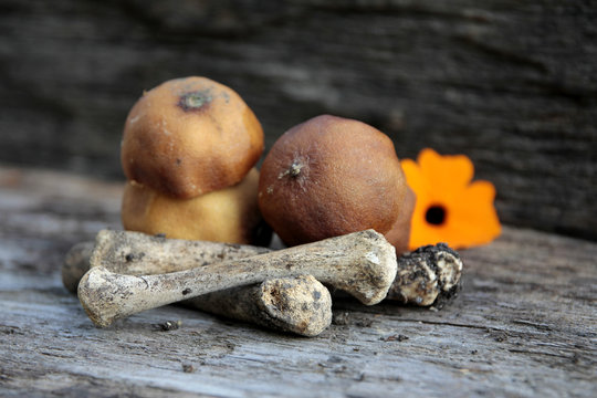 รูปภาพVerwesung – เลือกดูภาพถ่ายสต็อก เวกเตอร์ และวิดีโอ735 | Adobe Stock