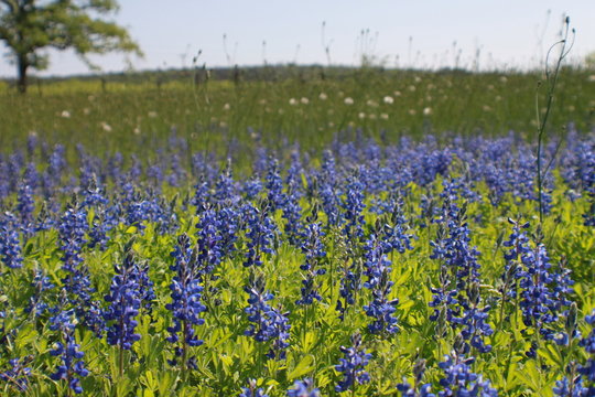 Texas Blue Bonnets Bilder – Durchsuchen 4,064 Archivfotos ...