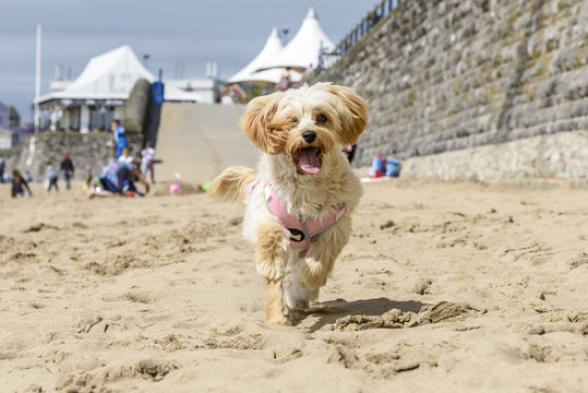 Cavapoochon Images – Browse 14 Stock Photos, Vectors, and Video | Adobe ...