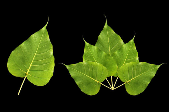 "Bo Leaf" Bilder – Durchsuchen 129 Archivfotos, Vektorgrafiken und ...