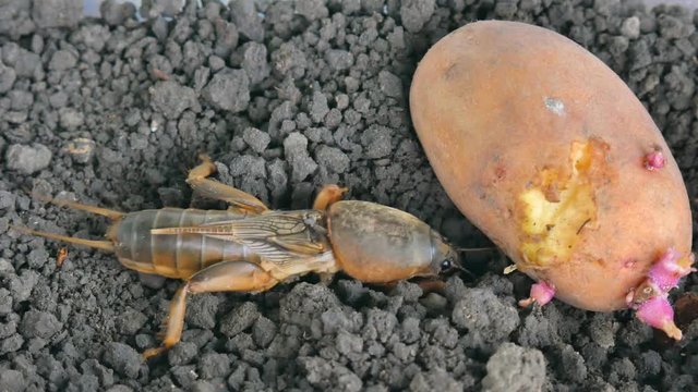 Medvedka bilder – Bläddra bland 41 stockfoton, vektorer och videor ...