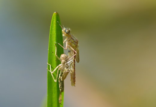 Exopterygota Images – Browse 61 Stock Photos, Vectors, and Video ...