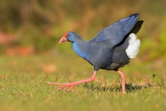 Imágenes de Pukeko: descubre bancos de fotos, ilustraciones, vectores y ...