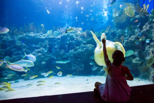 รูปภาพOceanarium – เลือกดูภาพถ่ายสต็อก เวกเตอร์ และวิดีโอ12,778 | Adobe ...
