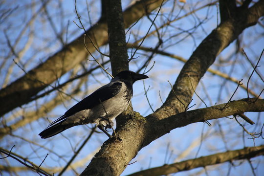 Karga Images – Browse 57 Stock Photos, Vectors, and Video | Adobe Stock