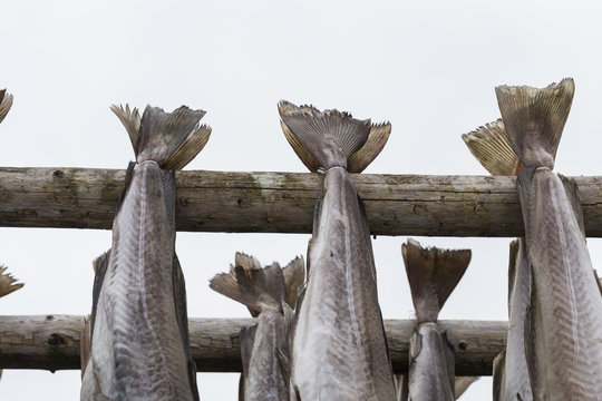 รูปภาพTorrfisk – เลือกดูภาพถ่ายสต็อก เวกเตอร์ และวิดีโอ94 | Adobe Stock