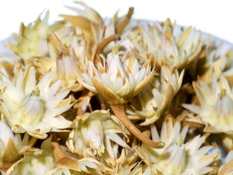 Bokul Images – Browse 63 Stock Photos, Vectors, and Video | Adobe Stock