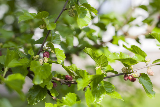 รูปภาพMaulbeeren – เลือกดูภาพถ่ายสต็อก เวกเตอร์ และวิดีโอ217 | Adobe Stock