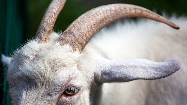 รูปภาพGraminivorous – เลือกดูภาพถ่ายสต็อก เวกเตอร์ และวิดีโอ733 | Adobe ...