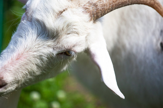 รูปภาพGraminivorous – เลือกดูภาพถ่ายสต็อก เวกเตอร์ และวิดีโอ522 | Adobe ...