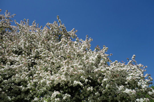 Zierapfelbaum-Bilder: Stock-Fotos & -Videos. | Adobe Stock