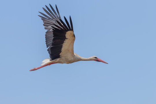 Stork Bird Flying
