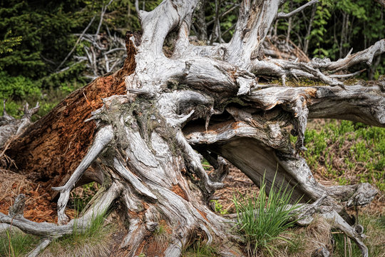 รูปภาพLothar – เลือกดูภาพถ่ายสต็อก เวกเตอร์ และวิดีโอ204 | Adobe Stock
