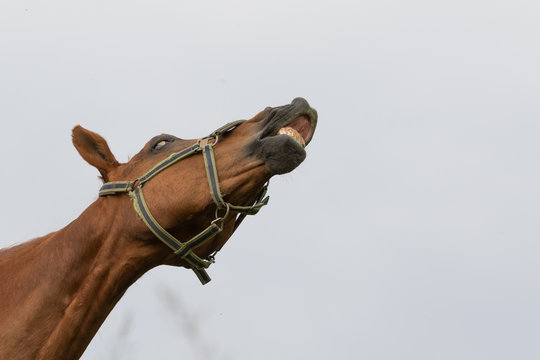 Flemen Imagens – Procure 46 fotos, vetores e vídeos | Adobe Stock