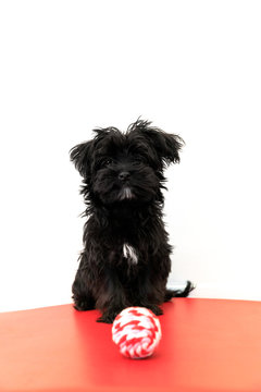 Yorktese Images – Browse 14 Stock Photos, Vectors, and Video | Adobe Stock