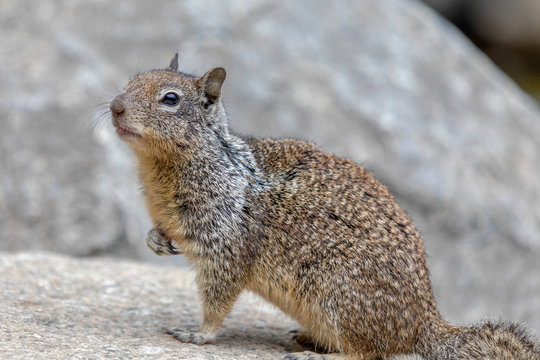 Roddent Images – Browse 30 Stock Photos, Vectors, and Video | Adobe Stock