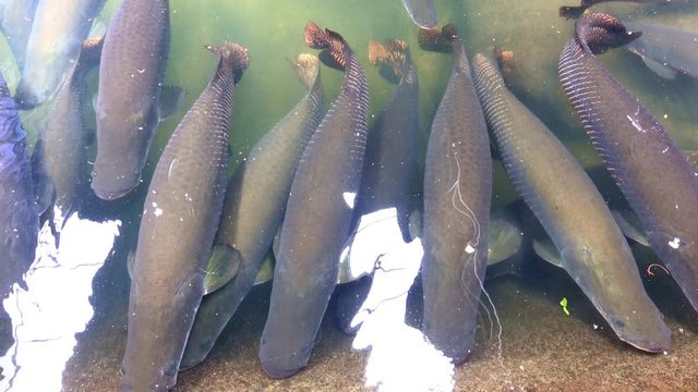 รูปภาพArapaima – เลือกดูภาพถ่ายสต็อก เวกเตอร์ และวิดีโอ641 | Adobe Stock