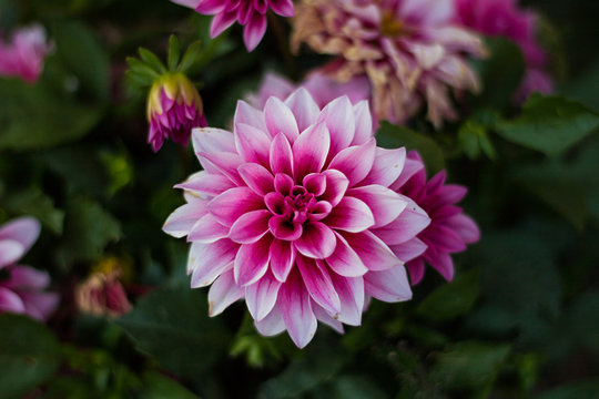 「Georgina」の画像 - 2,015 件の Stock 写真、ベクターおよびビデオ | Adobe Stock