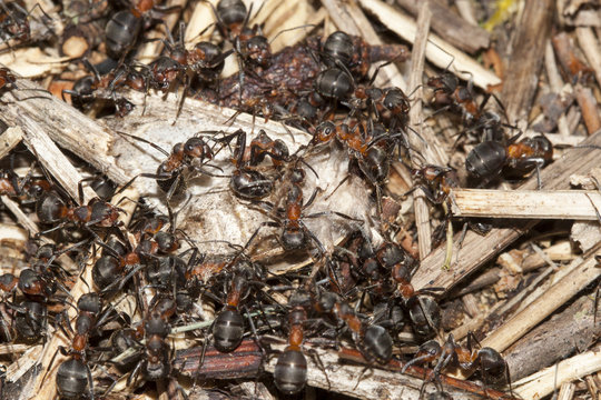 "Papillon De Nuit" Images – Browse 307 Stock Photos, Vectors, and Video ...