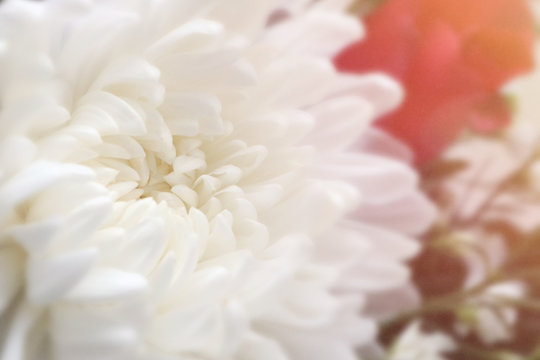 รูปภาพChrysant – เลือกดูภาพถ่ายสต็อก เวกเตอร์ และวิดีโอ1,256 | Adobe Stock