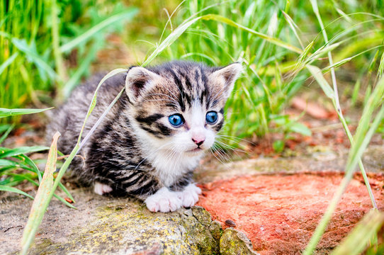 Imagens de Babykatze – Explore Fotografias do Stock, Vetores e Vídeos ...