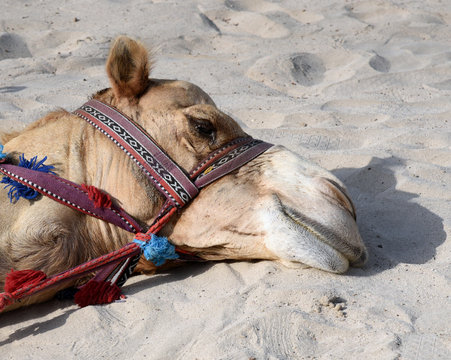 Camelry Images – Browse 61 Stock Photos, Vectors, and Video | Adobe Stock