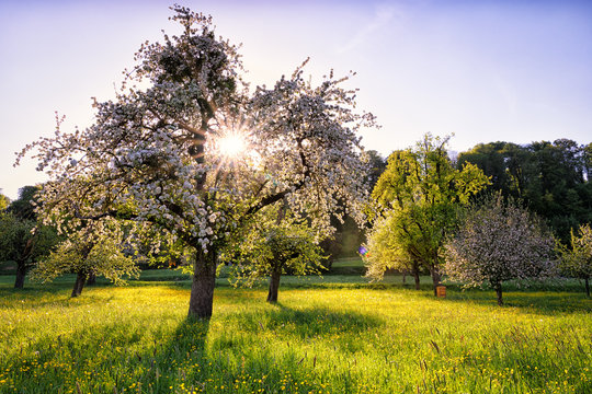 Eichbaum Bilder – Durchsuchen 33,352 Archivfotos, Vektorgrafiken und ...