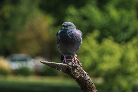 รูปภาพPigeon-Toed – เลือกดูภาพถ่ายสต็อก เวกเตอร์ และวิดีโอ103 | Adobe Stock