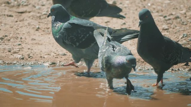 Pige Images – Browse 165 Stock Photos, Vectors, and Video | Adobe Stock