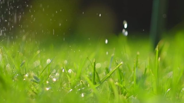Rain On Grass Images – Browse 533,908 Stock Photos, Vectors, and Video ...