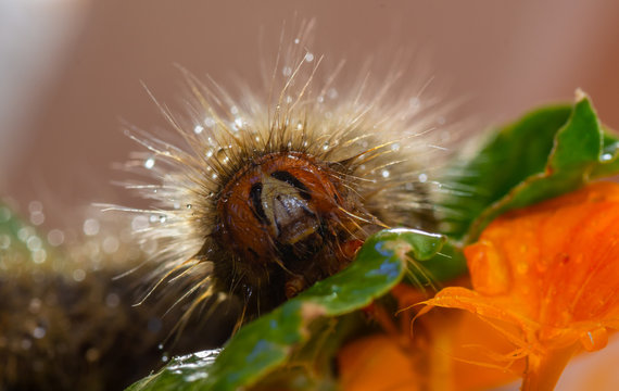 รูปภาพFalena – เลือกดูภาพถ่ายสต็อก เวกเตอร์ และวิดีโอ1,328 | Adobe Stock