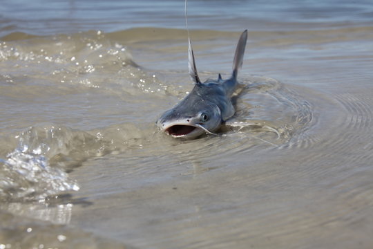 รูปภาพShallow – เลือกดูภาพถ่ายสต็อก เวกเตอร์ และวิดีโอ479,942 | Adobe Stock