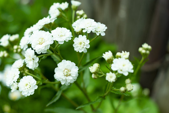 รูปภาพFlory – เลือกดูภาพถ่ายสต็อก เวกเตอร์ และวิดีโอ316 | Adobe Stock