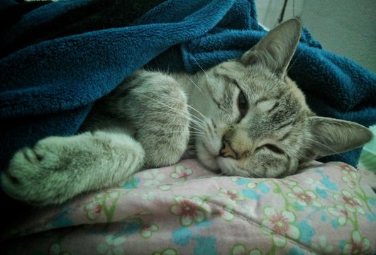 "Cat Cradle"-Bilder: Stock-Fotos & -Videos. | Adobe Stock