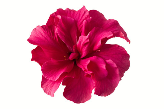 Freigestellte Imagens – Procure 6,441 fotos, vetores e vídeos | Adobe Stock