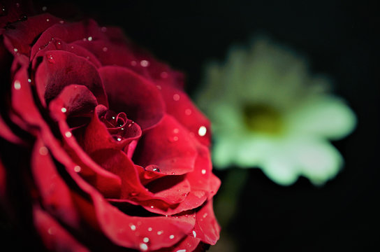 Water Drops On Roses Wallpaper