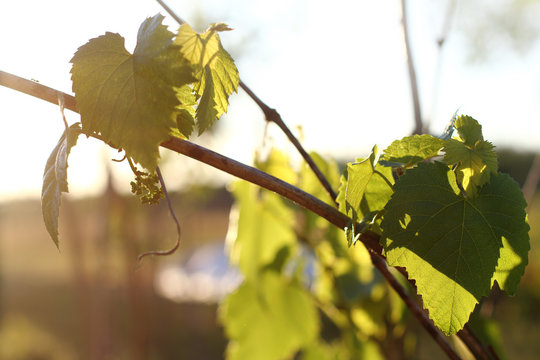 "Old Vines" Bilder – Durchsuchen 2,041 Archivfotos, Vektorgrafiken und ...
