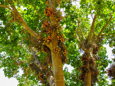 "Ficus Racemosa" Images – Browse 594 Stock Photos, Vectors, and Video ...