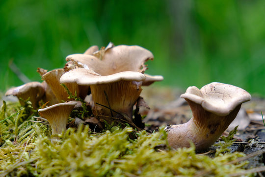 รูปภาพPanu – เลือกดูภาพถ่ายสต็อก เวกเตอร์ และวิดีโอ176 | Adobe Stock