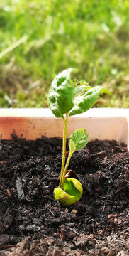 Keimend bilder – Bläddra bland 116 stockfoton, vektorer och videor ...