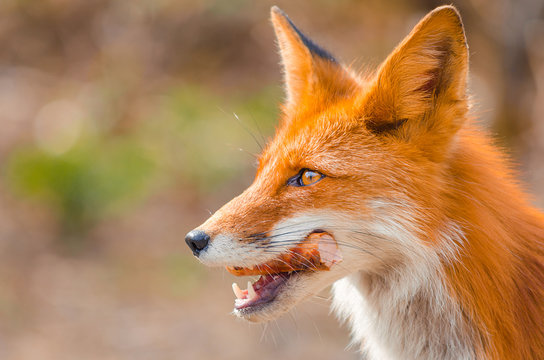 「Redfox」の画像 - 626 件の Stock 写真、ベクターおよびビデオ | Adobe Stock