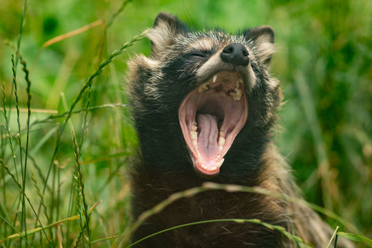 Mader-Bilder: Stock-Fotos & -Videos. | Adobe Stock